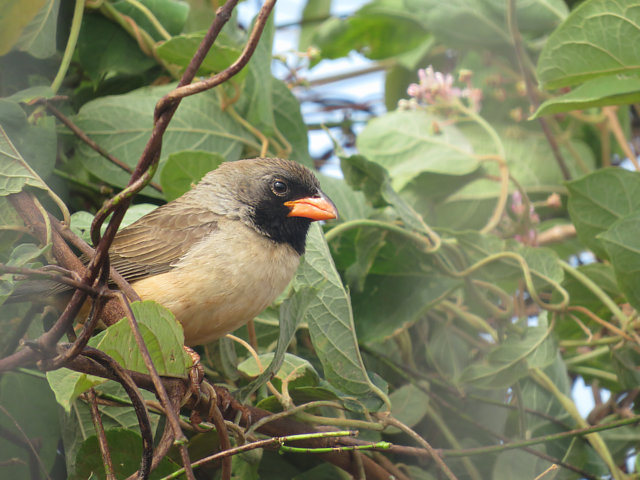 Foto batuqueiro (Saltatricula atricollis) Por Thaiani Alves | Wiki Aves - A Enciclopédia das ...