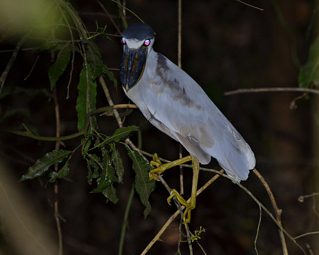 Foto arapapá (Cochlearius cochlearius) Por Luciano Moura | Wiki Aves ...