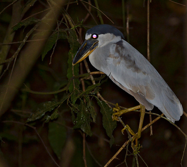 Foto arapapá (Cochlearius cochlearius) Por Luciano Moura | Wiki Aves ...