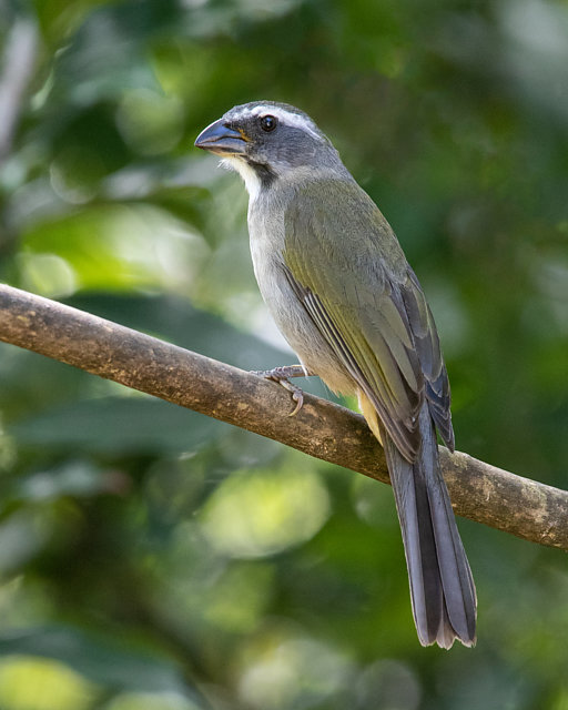 Foto trinca-ferro (Saltator similis) Por Yan Jovita | Wiki Aves - A ...