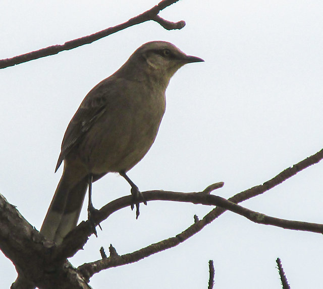 Foto sabiá-do-campo (Mimus saturninus) Por Enéas G. Junior | Wiki Aves ...