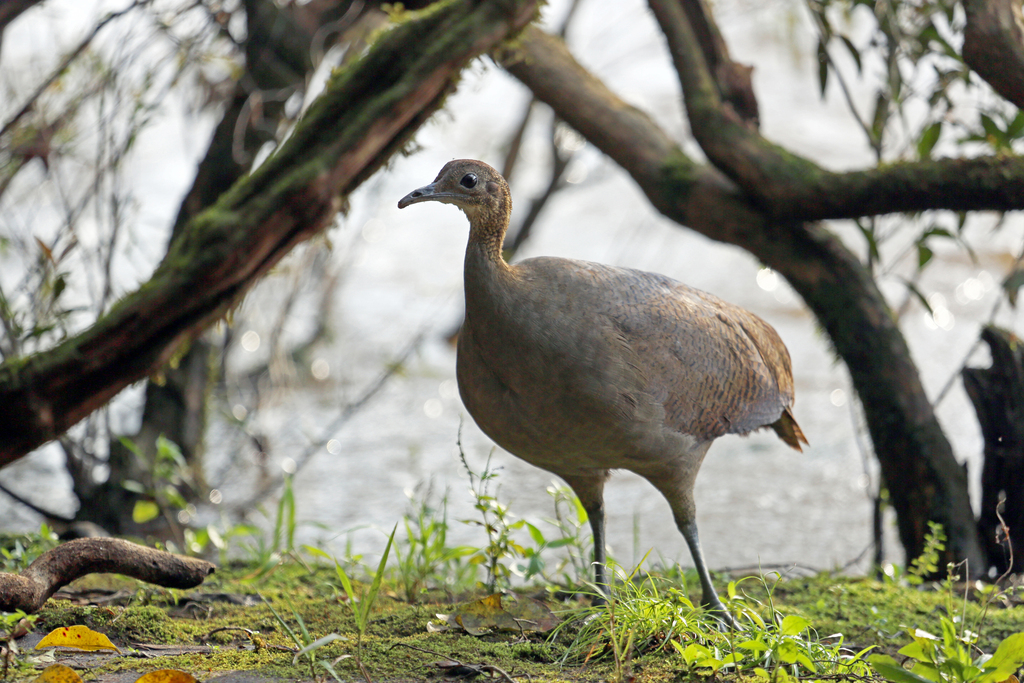 Foto macuco (Tinamus solitarius) Por Paulo Fernando Bertagnolli | Wiki ...
