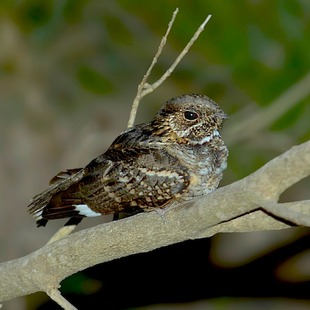 bacurau-chintã (Hydropsalis parvula) | WikiAves - A Enciclopédia das ...