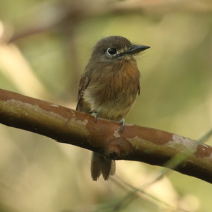 macuru (Nonnula rubecula) | WikiAves - A Enciclopédia das Aves do Brasil