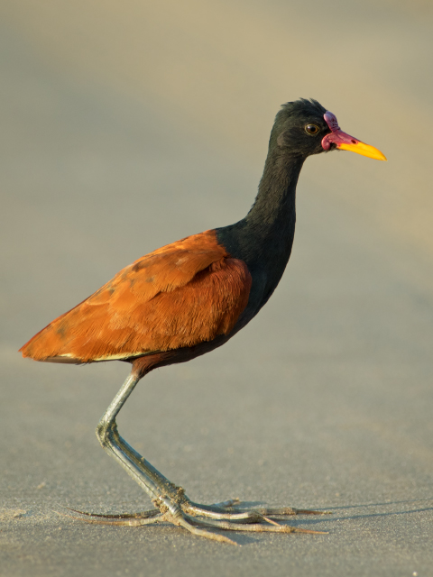 jaçanã (Jacana jacana) | WikiAves - A Enciclopédia das Aves do Brasil