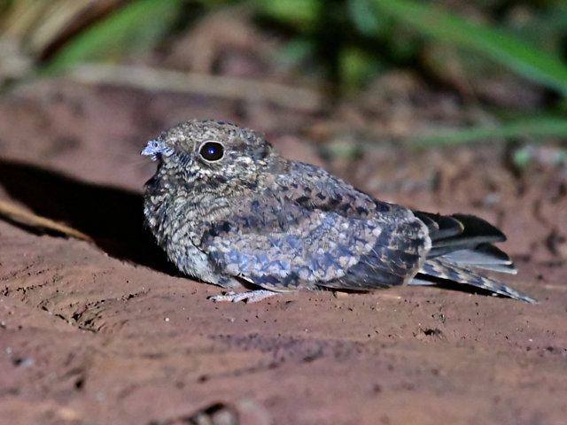 Foto bacurau-tesoura (Hydropsalis torquata) Por Isede Calvani | Wiki ...