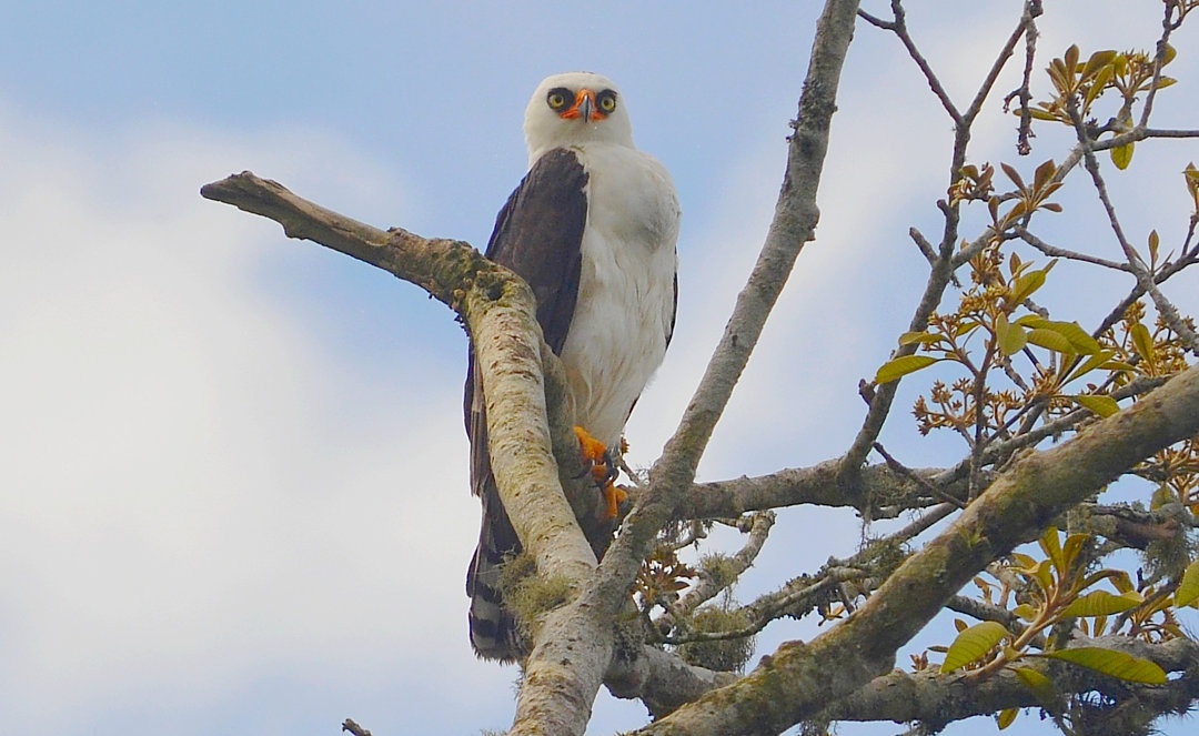 Foto gavião-pato (Spizaetus melanoleucus) Por Miguel Angelo Biz | Wiki ...