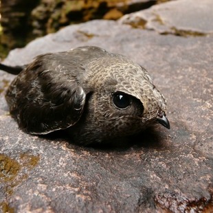 taperuçu-velho (Cypseloides senex) | WikiAves - A Enciclopédia das Aves ...
