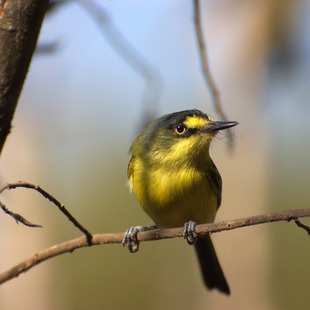 teque-teque (Todirostrum poliocephalum) | WikiAves - A Enciclopédia das ...