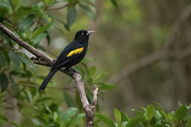 Foto tecelão (Cacicus chrysopterus) Por Silvio Bird Check Brasil | Wiki ...