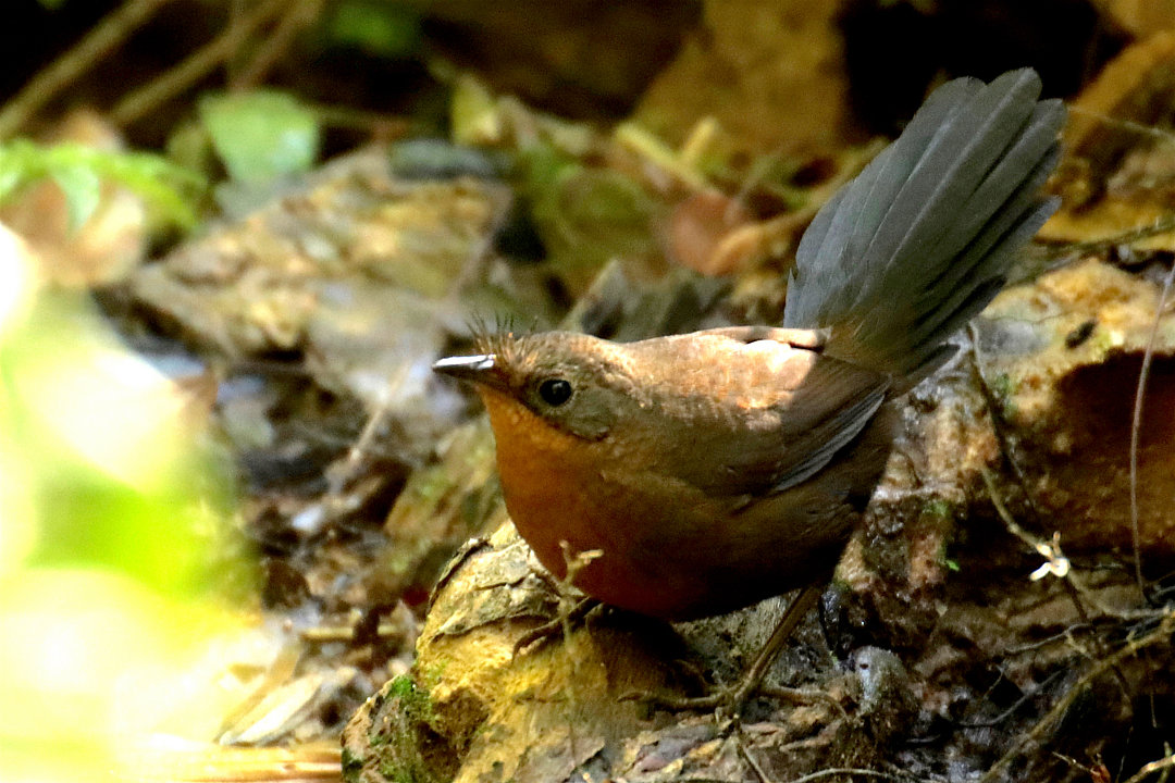 Foto entufado (Merulaxis ater) Por Sandra Rebello | Wiki Aves - A ...