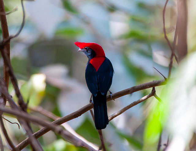 Foto soldadinho (Antilophia galeata) Por Michelângelo Stamato | Wiki ...
