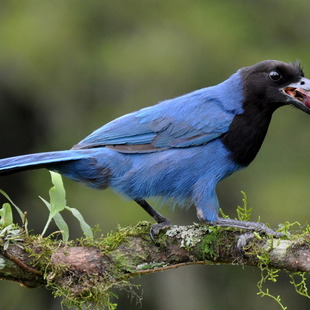 Corvidae | WikiAves - A Enciclopédia das Aves do Brasil