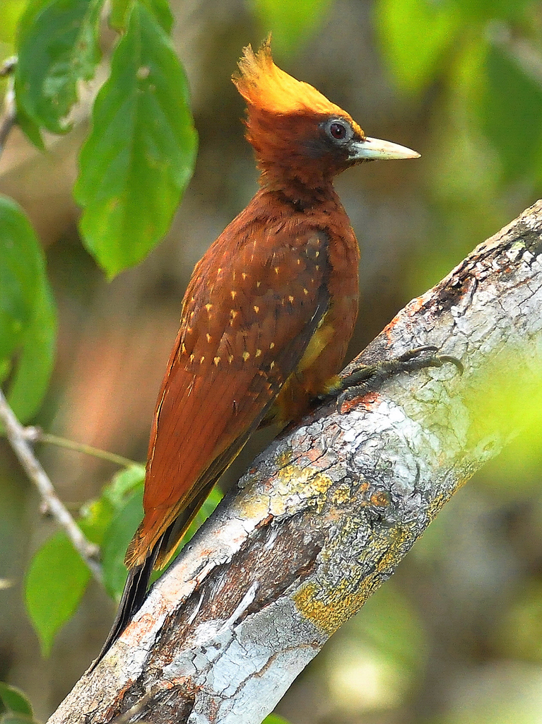 Foto pica-pau-chocolate (Celeus elegans) Por Robson Czaban | Wiki Aves ...