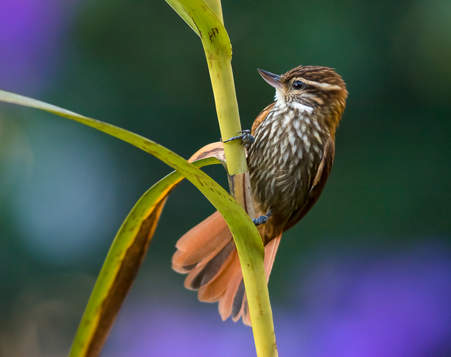 Foto bico-virado-carijó (Xenops rutilans) Por Gabriel Mello | Wiki Aves - A Enciclopédia das ...