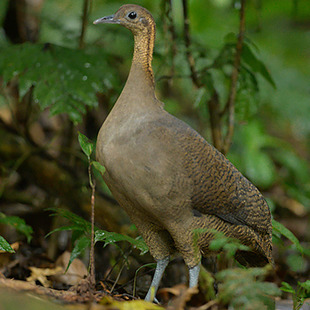 macuco (Tinamus solitarius) | WikiAves - A Enciclopédia das Aves do Brasil