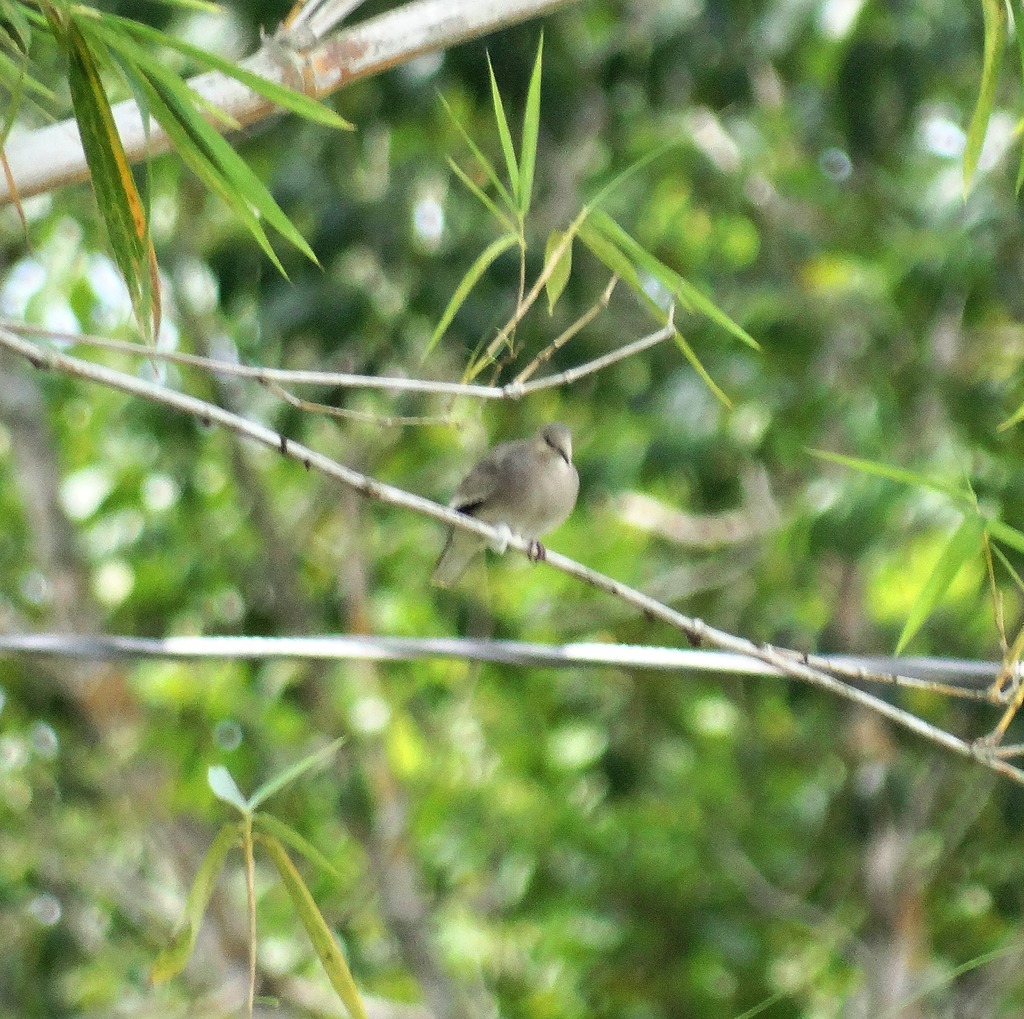 Foto rolinha-picuí (Columbina picui) Por Edson Guilherme | Wiki Aves ...