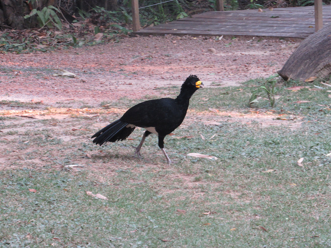 Foto mutum-de-penacho (Crax fasciolata) Por Helivan Pinto | Wiki Aves ...
