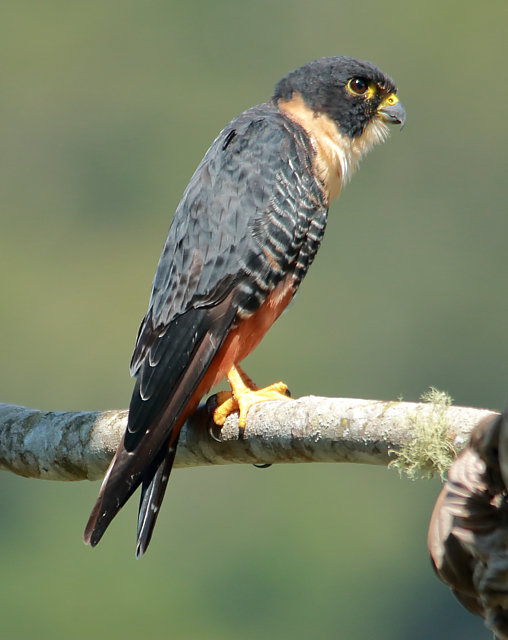 Foto cauré (Falco rufigularis) Por Ivo Zecchin | Wiki Aves - A ...