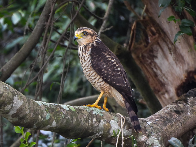 Foto gavião-carijó (Rupornis magnirostris) Por Felipe C. Quadros | Wiki ...