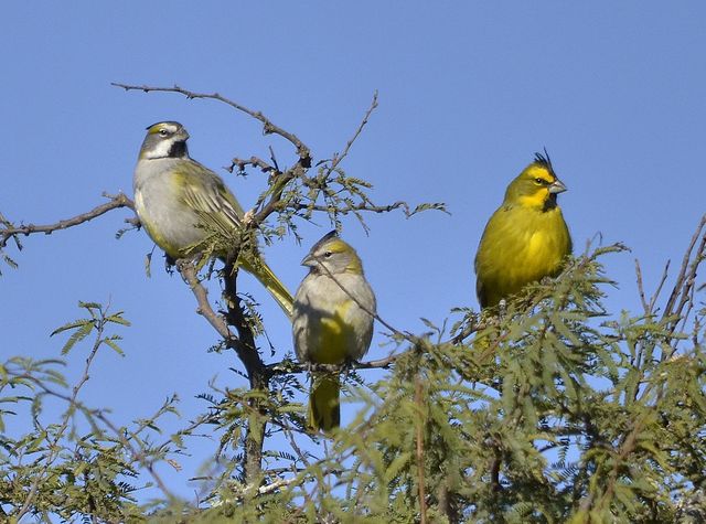 Foto cardeal-amarelo (Gubernatrix cristata) Por Ricardo O. De Oliveira ...