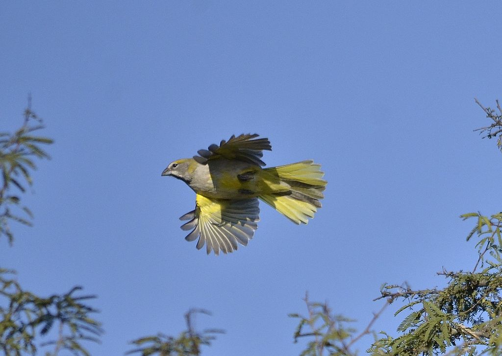 Foto cardeal-amarelo (Gubernatrix cristata) Por Ricardo O. De Oliveira ...