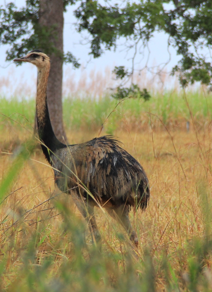 Foto ema (Rhea americana) Por Juarez Carvalho | Wiki Aves - A ...