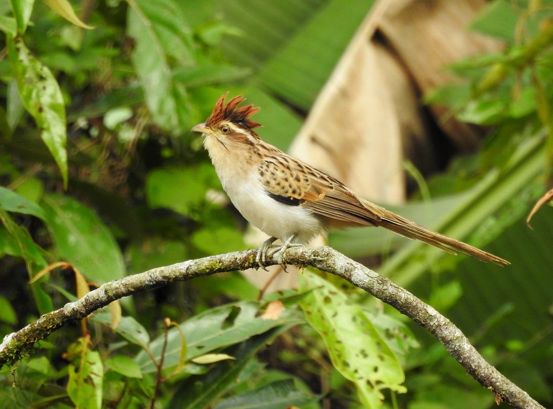 Foto saci (Tapera naevia) Por João Arthur Scremim | Wiki Aves - A ...