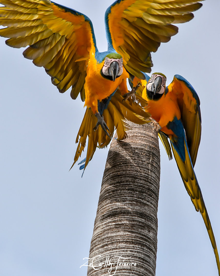 Foto arara-canindé (Ara ararauna) Por Zé Carlos Teixeira | Wiki Aves ...