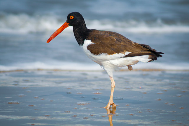 Foto piru-piru (Haematopus palliatus) Por Jorge Henrique dos Santos ...