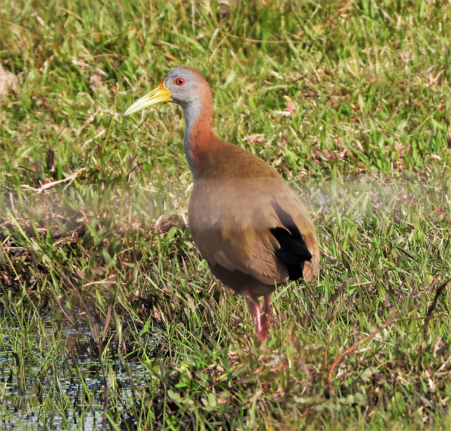 Foto saracuruçu (Aramides ypecaha) Por Maurício Weingärtner | Wiki Aves ...