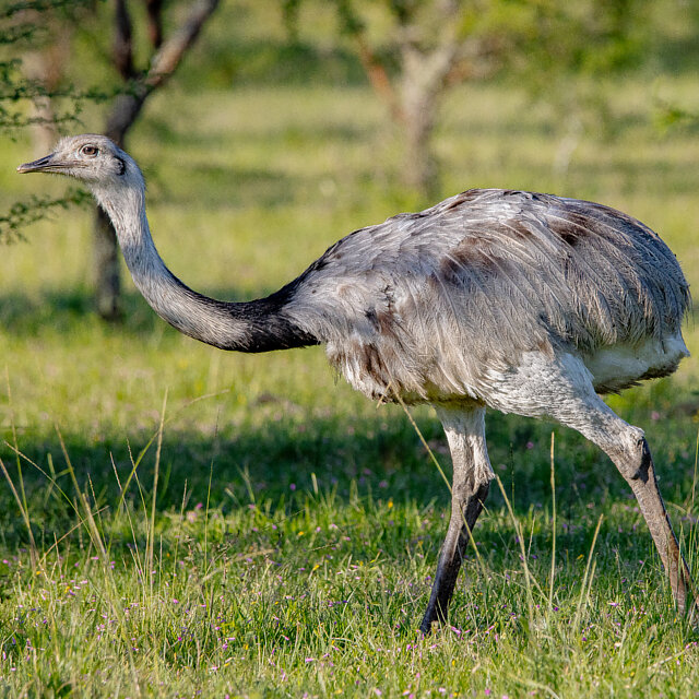Foto ema (Rhea americana) Por Genival Carvalho | Wiki Aves - A ...
