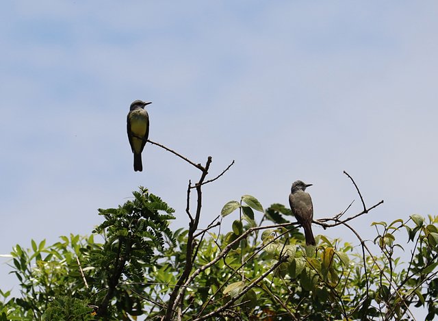 Foto suiriri-cinzento (Suiriri suiriri) Por Marcos Carvalho 3 | Wiki ...