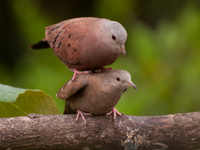rolinha-roxa (Columbina talpacoti) | WikiAves - A Enciclopédia das Aves ...
