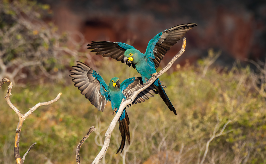 Foto arara-azul-de-lear (Anodorhynchus leari) Por Hiram Pereira | Wiki ...