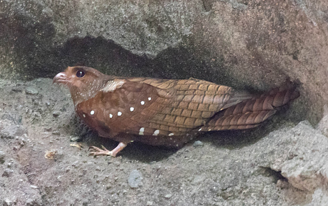guácharo (Steatornis caripensis) | WikiAves - A Enciclopédia das Aves ...