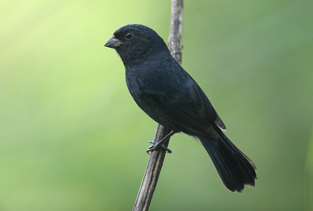 Foto negrinho-do-mato (Amaurospiza moesta) Por Claudio Furini | Wiki ...