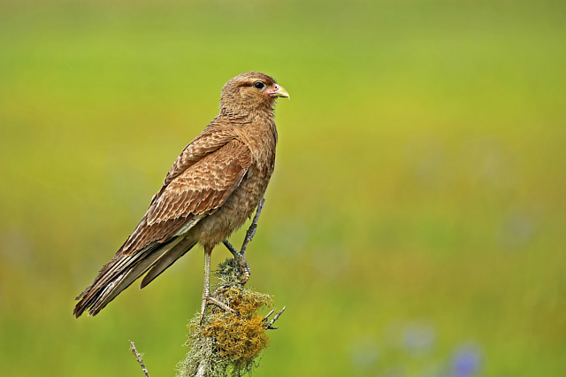chimango (Milvago chimango) | WikiAves - A Enciclopédia das Aves do Brasil