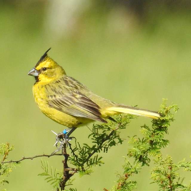 Foto cardeal-amarelo (Gubernatrix cristata) Por José Dionísio Bertuzzo ...