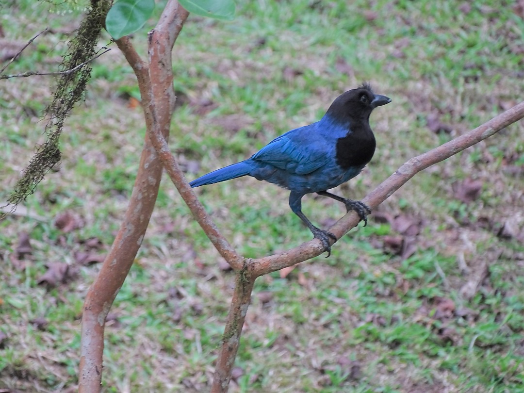 Foto gralha-azul (Cyanocorax caeruleus) Por Ernesto F. Gustmann | Wiki ...