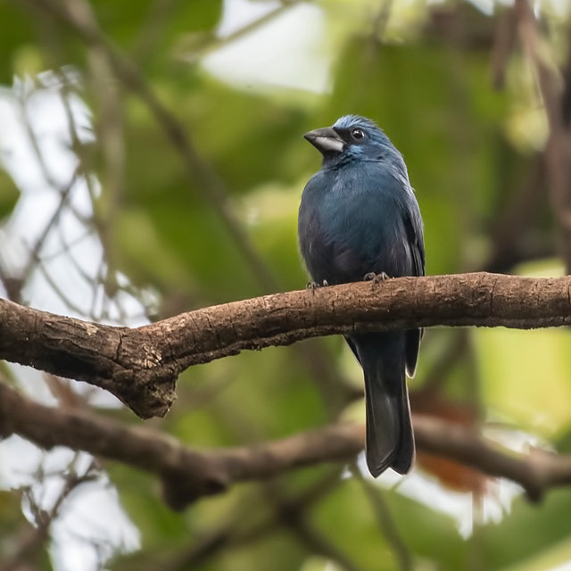 Foto azulão-da-amazônia (Cyanoloxia rothschildii) Por Hilton Oliveira ...