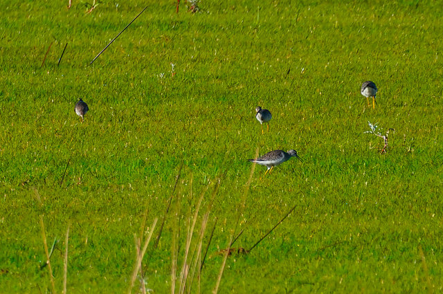 Foto maçarico-grande-de-perna-amarela (Tringa melanoleuca) Por ...