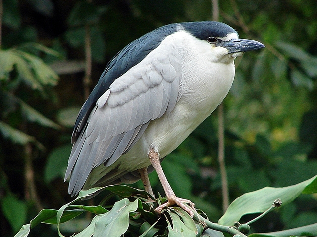 Foto socó-dorminhoco (Nycticorax nycticorax) Por Marcelo De Barros ...