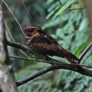 bacurau-rabo-de-seda (Antrostomus sericocaudatus) | WikiAves - A ...