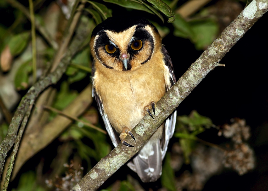 Foto caburé-acanelado (Aegolius harrisii) Por Herculano Neto | Wiki ...