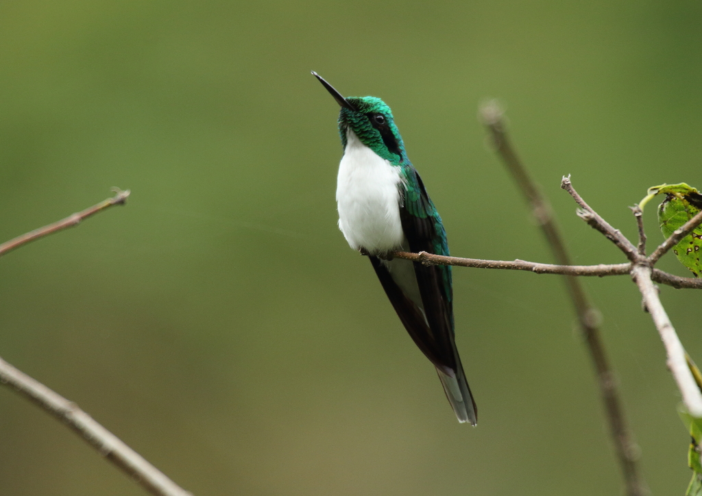 Foto beija-flor-de-bochecha-azul (Heliothryx auritus) Por Altevir ...