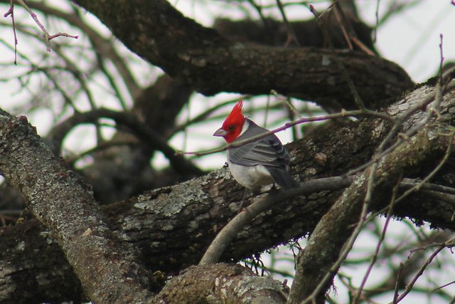 Foto cardeal (Paroaria coronata) Por Ricardo Grigolo | Wiki Aves - A ...