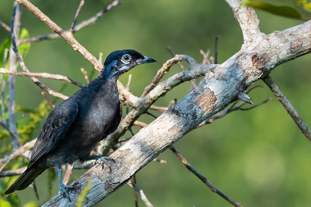Foto anambé-pombo (Gymnoderus foetidus) Por Robson Schuler | Wiki Aves ...