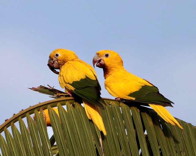 Foto ararajuba (Guaruba guarouba) Por Marilize Guandalini | Wiki Aves ...