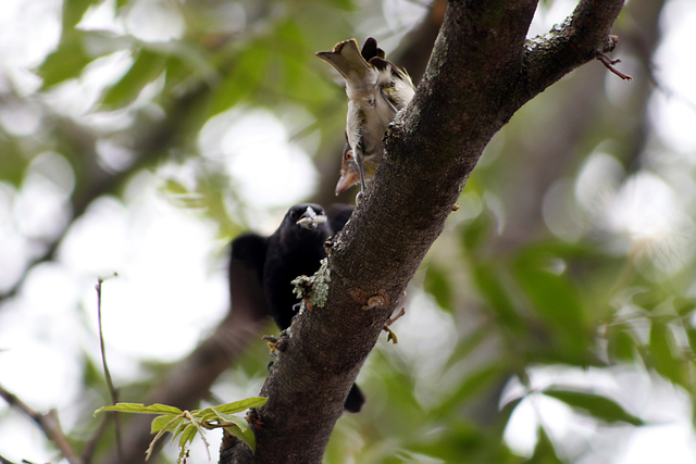 Foto chupim (Molothrus bonariensis) Por Paulo Marcelli | Wiki Aves - A ...